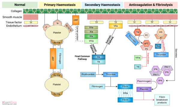Haemostasis And Thrombosis Advanced Learnhaem Haematology Made Simple